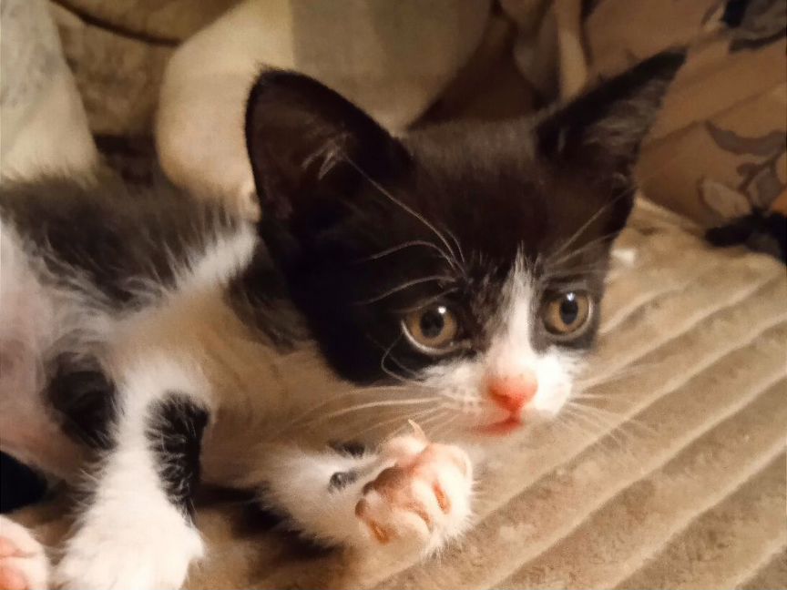 Маленький котенок ищет дом
