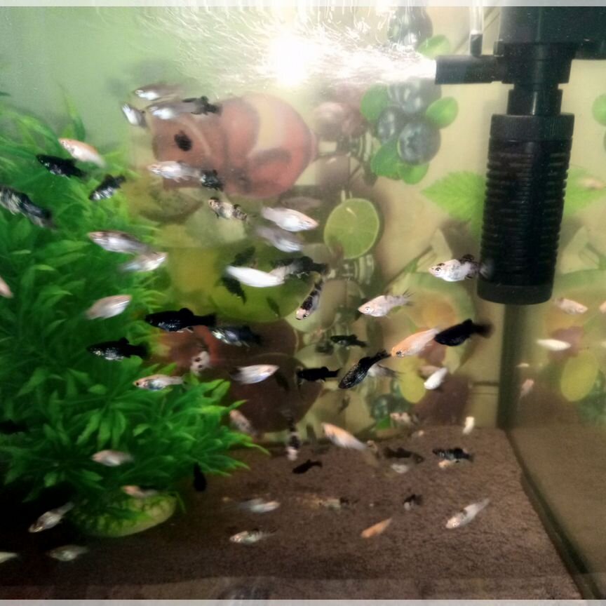 Аквариумные рыбки молинезии