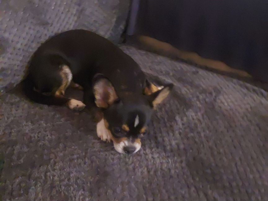 Щенки чихуахуа