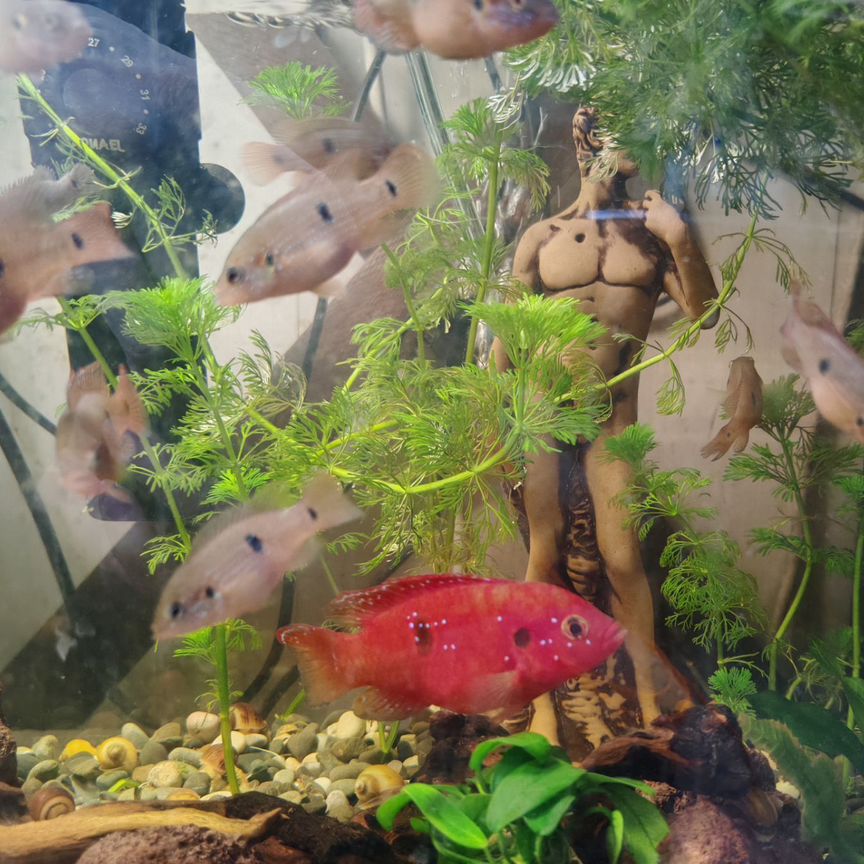 Хромис красавец