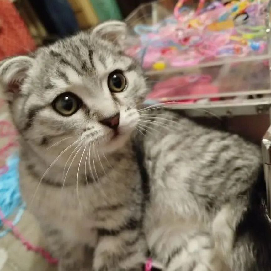 Шотландский вислоухий короткошёрстный котёнок