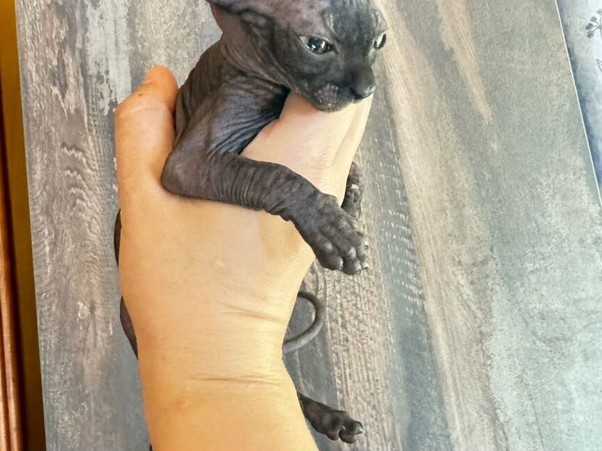 Канадский сфинкс котенок