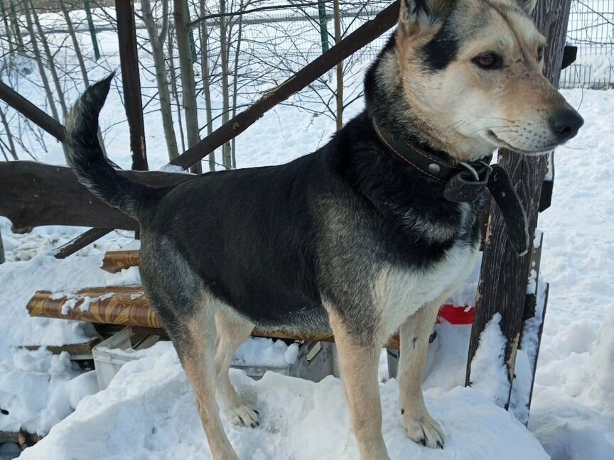 Собака в добрые руки
