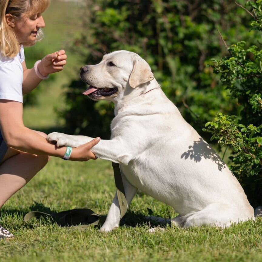 Жених вязка