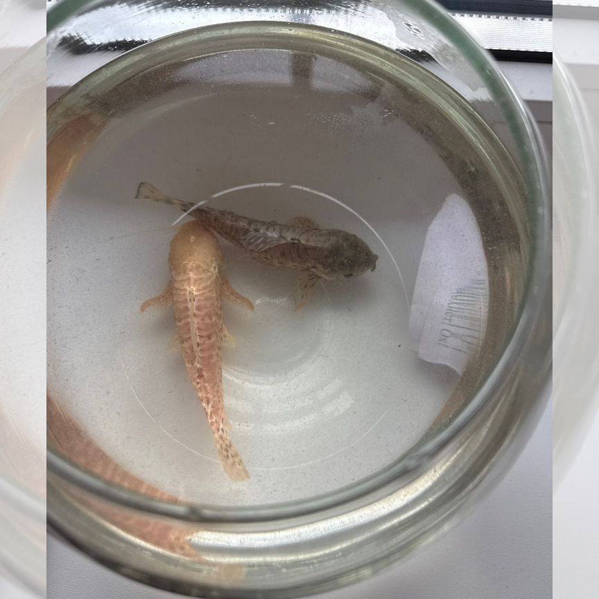 Отдам сомов