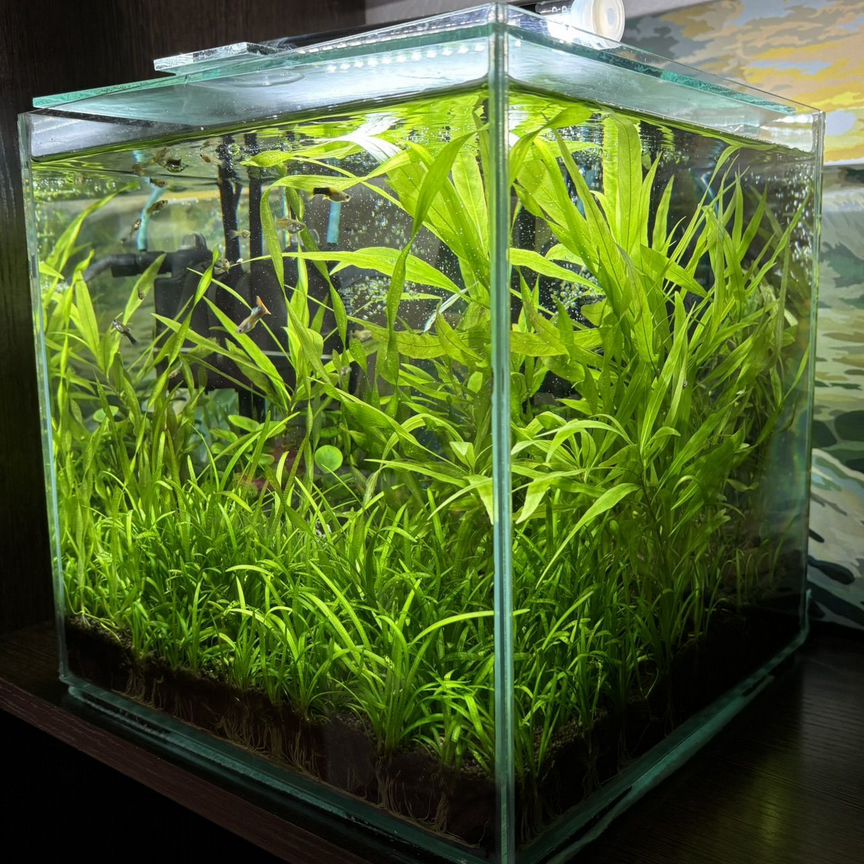 Аквариум запущеный с растениями, гуппи