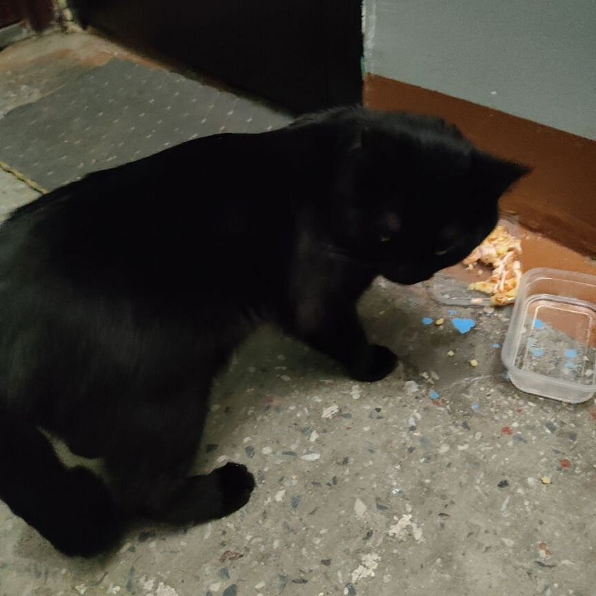Домашний черный кот в добрые руки