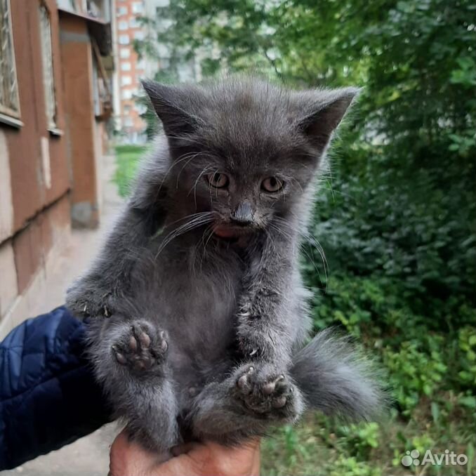 Котенок медвежонок ищет дом