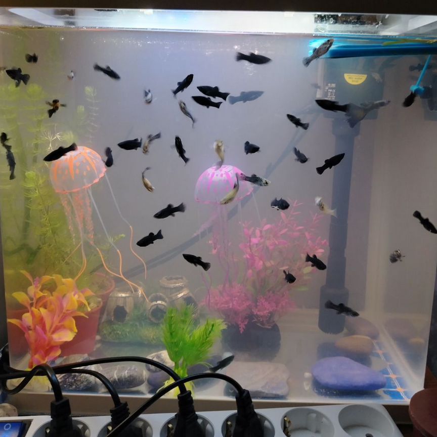 Аквариумные рыбки моллинезии