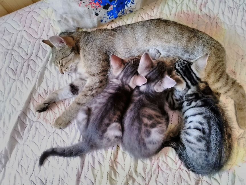 Котятам необходим свой дом