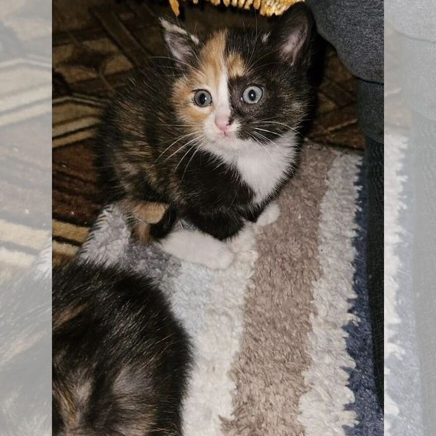 Котёнок в добрые руки
