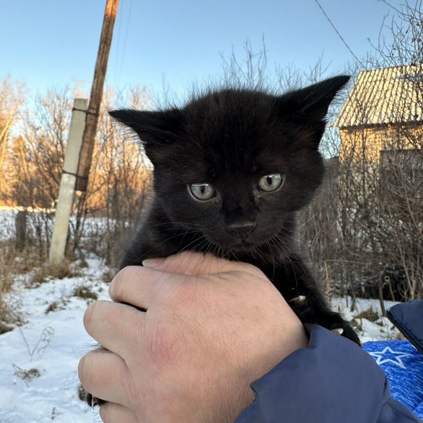 Маленькая пантера в добрые руки