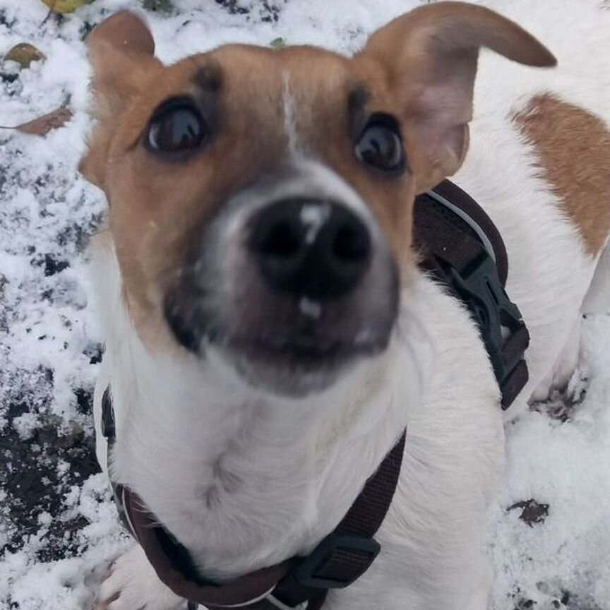 Джек рассел терьер / Девочка