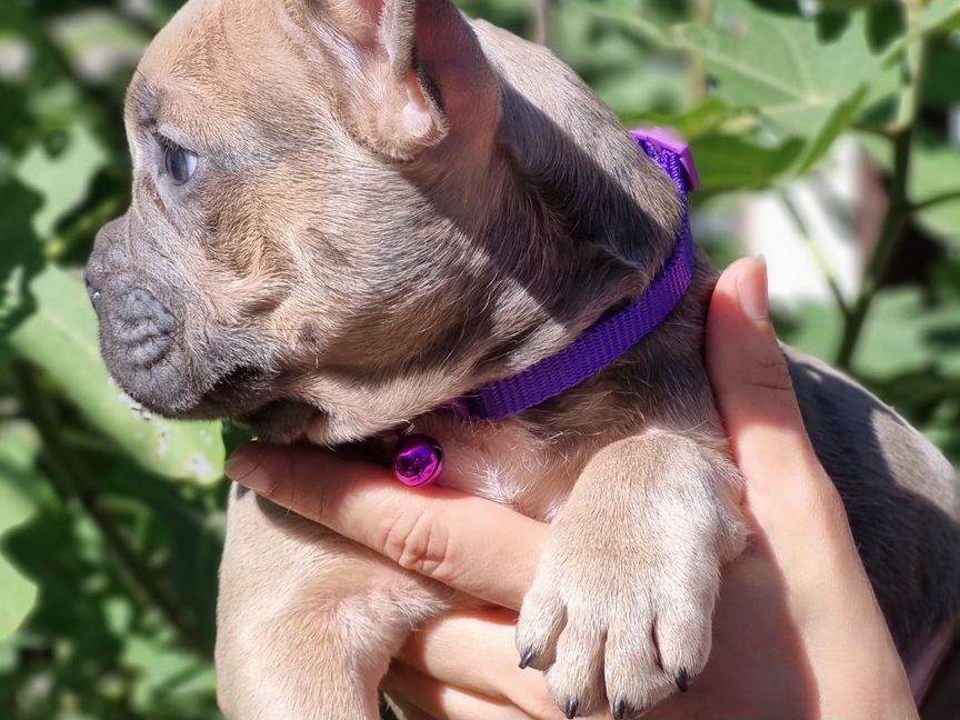 Французский бульдог