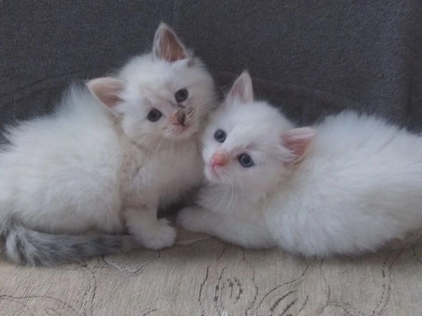 Невские Маскарадные котята