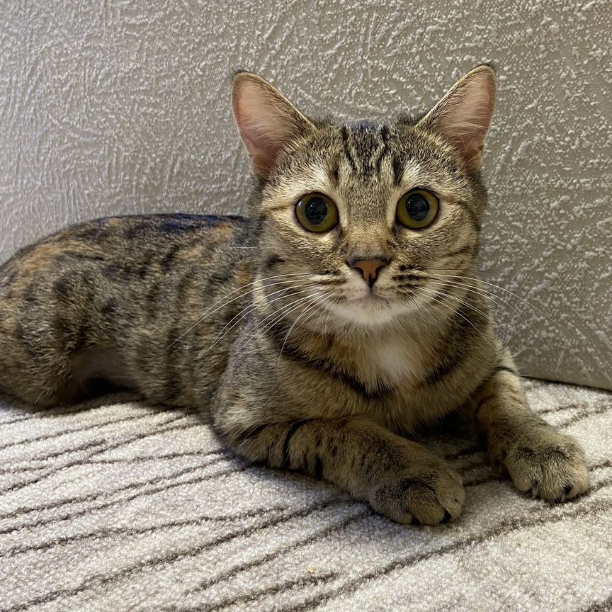 Взрослая, кошка в добрые руки