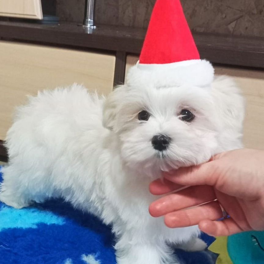 Мальтезики