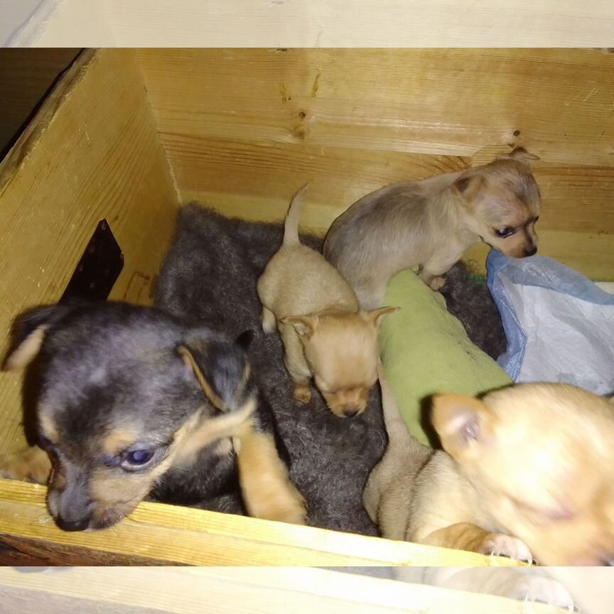 Щенок от частного владельца