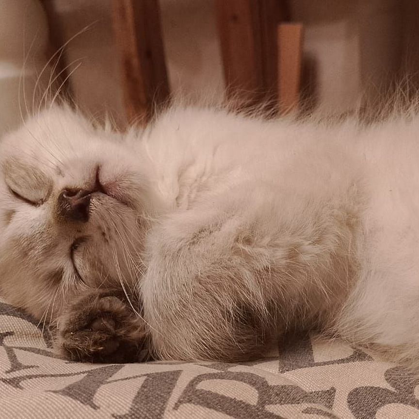 Котенок красавчик