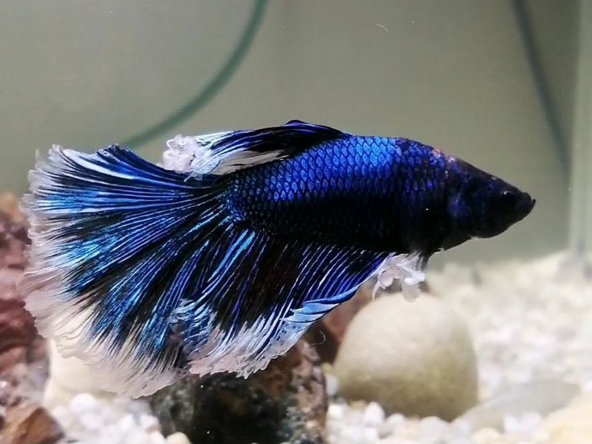 Аквариумные рыбки петушок