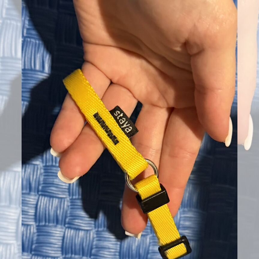 Ошейник staya