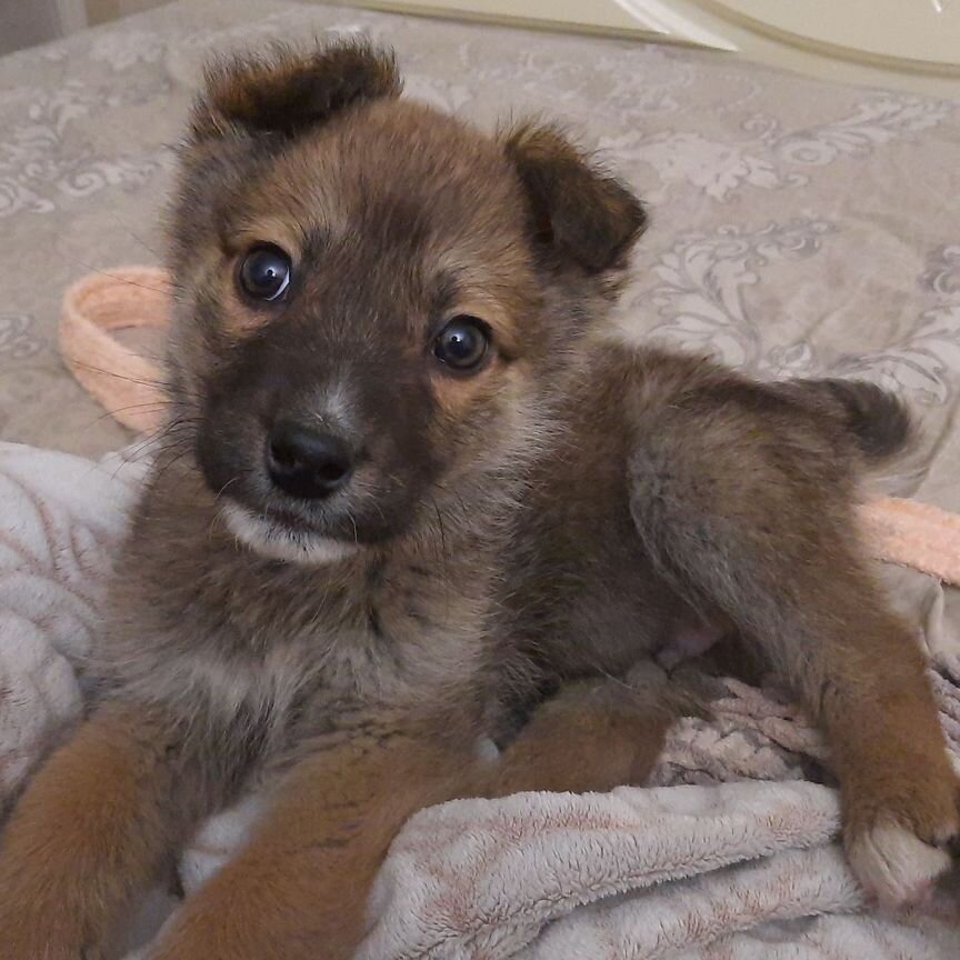 Щенок в добрые руки