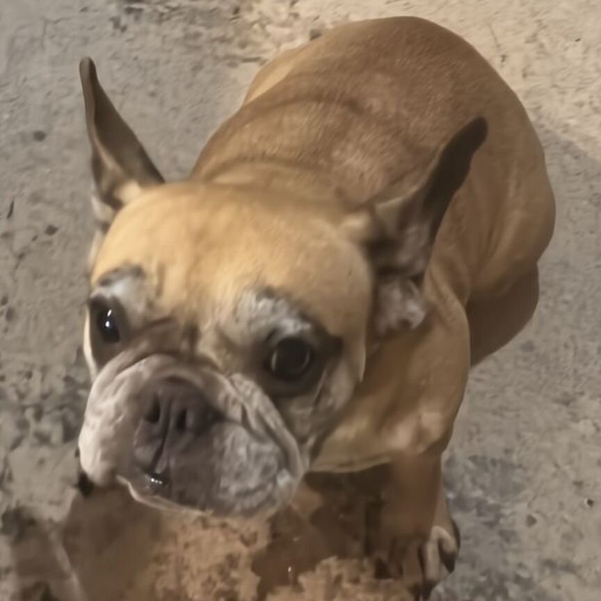 Французский бульдог, взрослая собака