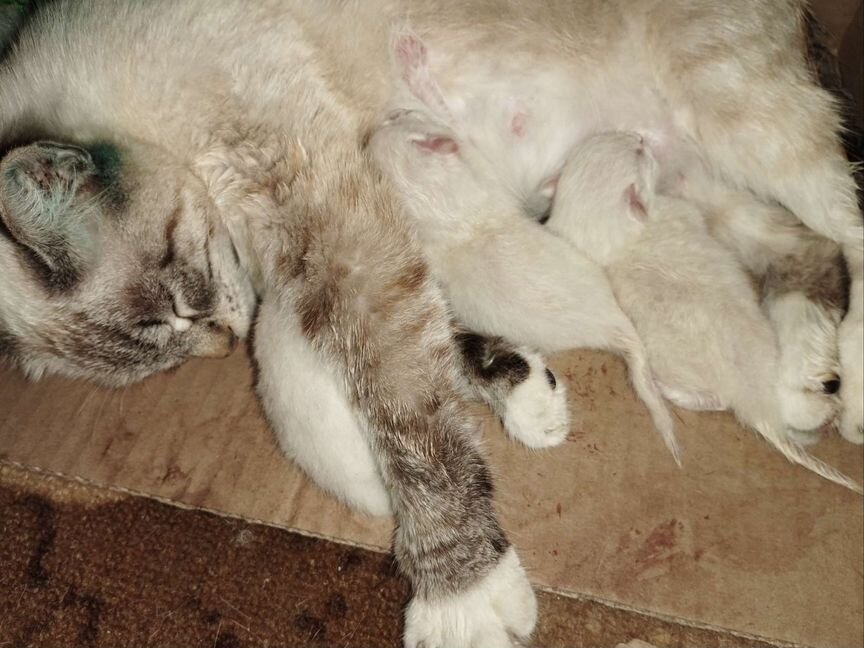 Котята в добрые руки бесплатно