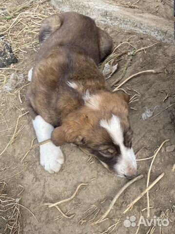 Щенки пастушки