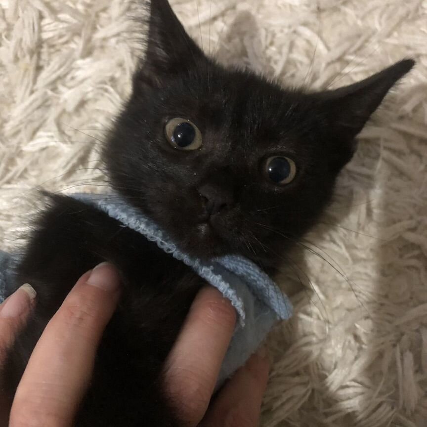 Котенок Фортуна