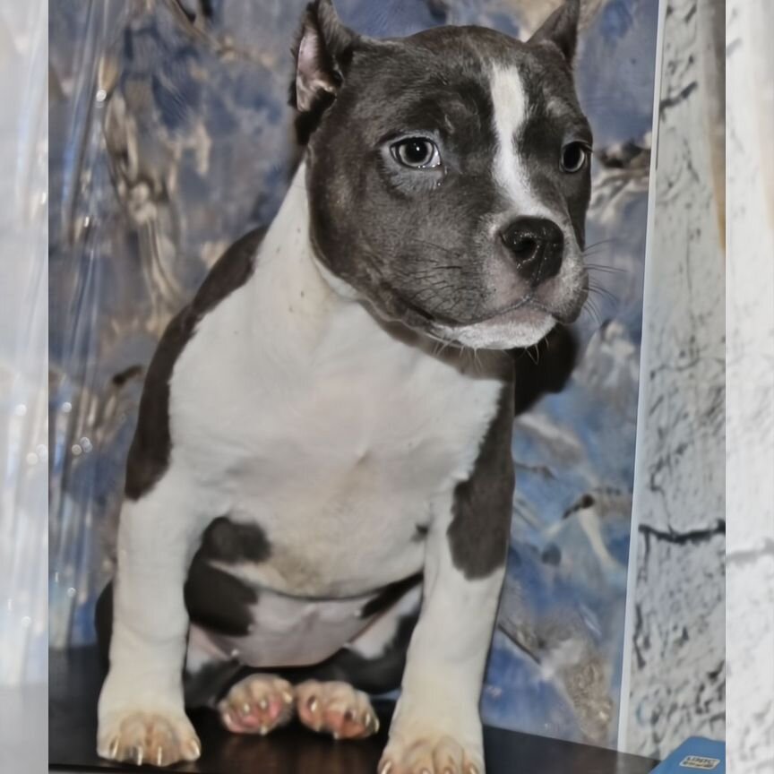 Американский булли, щенок