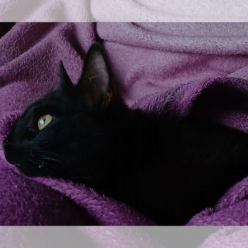 Отдам кота в добрые руки