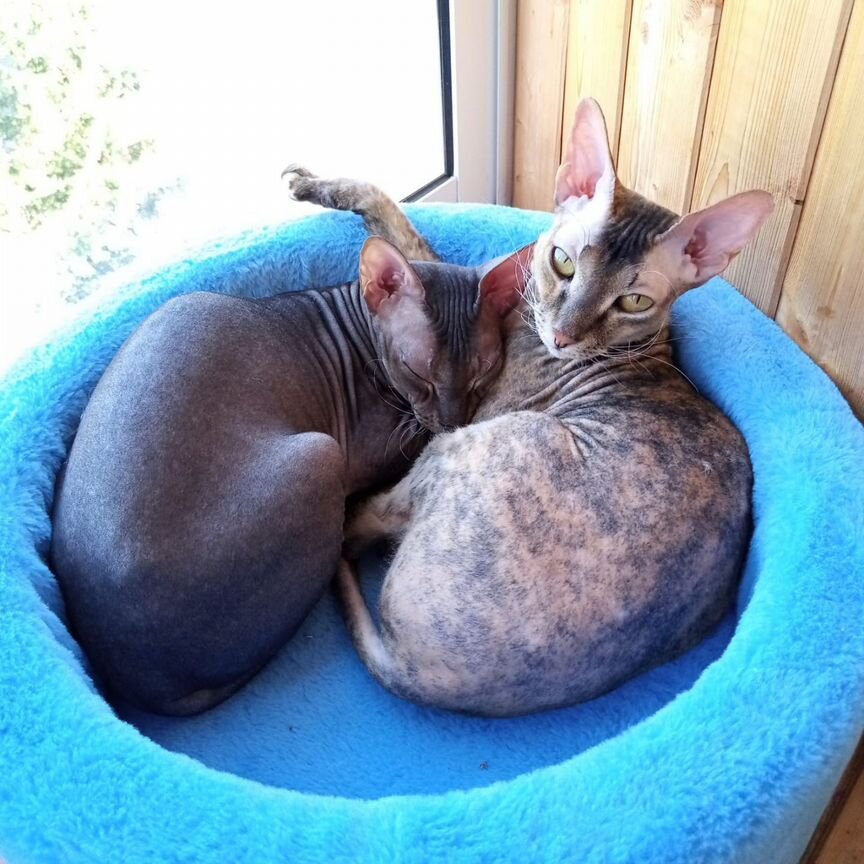 Донской сфинкс, 2 кошки