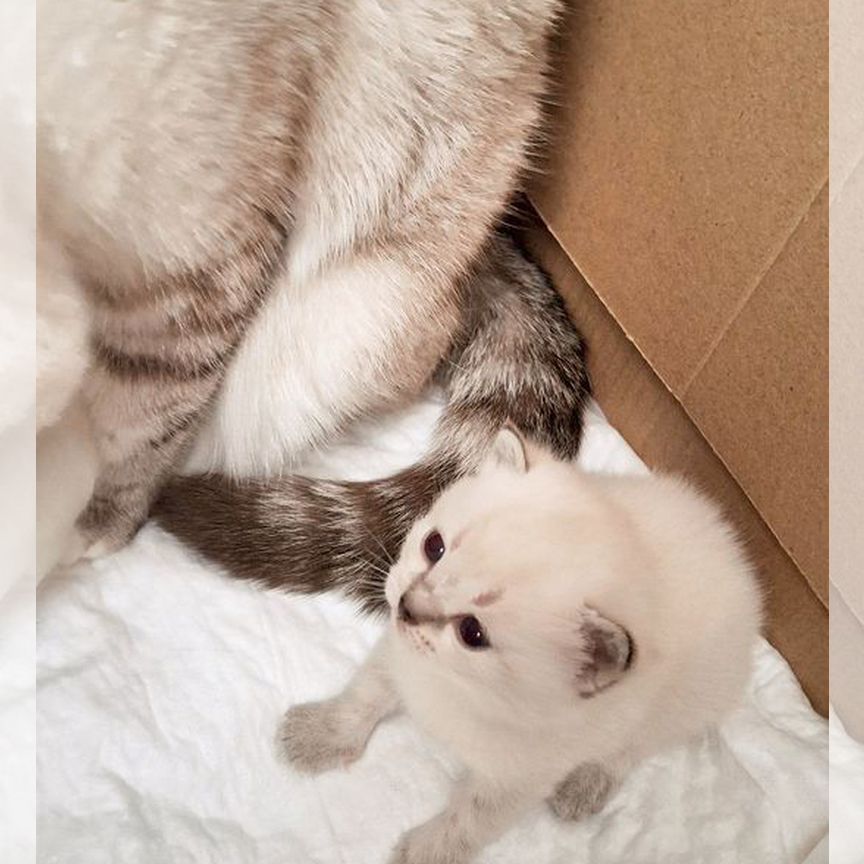 Шотландские котята