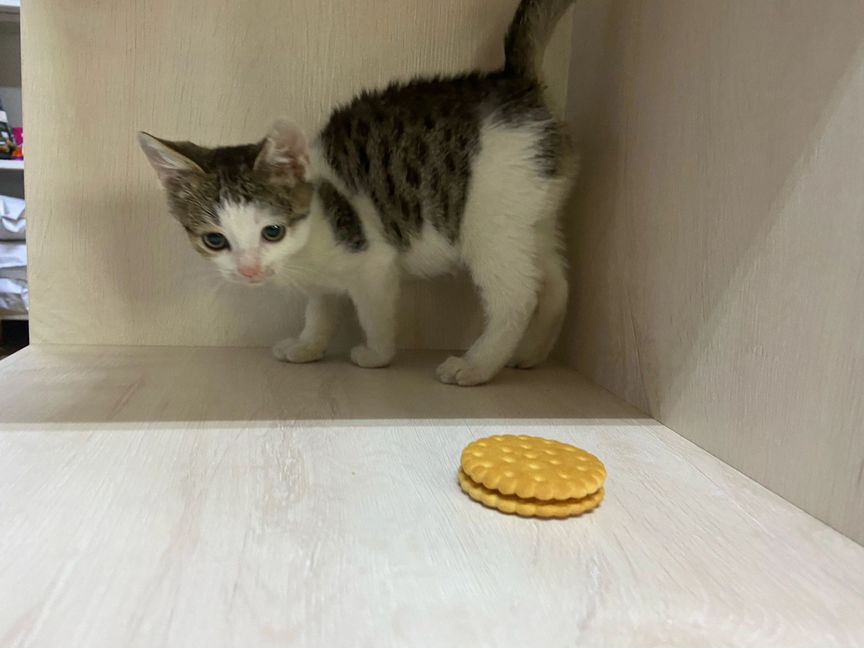 Котенок Шкипер