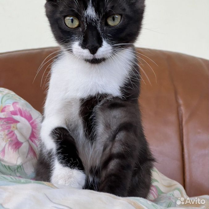 Котенок вислоухий 4 мес