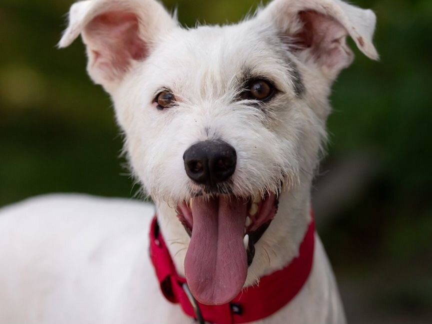 Белоснежный не крупный Остин ждет своих людей