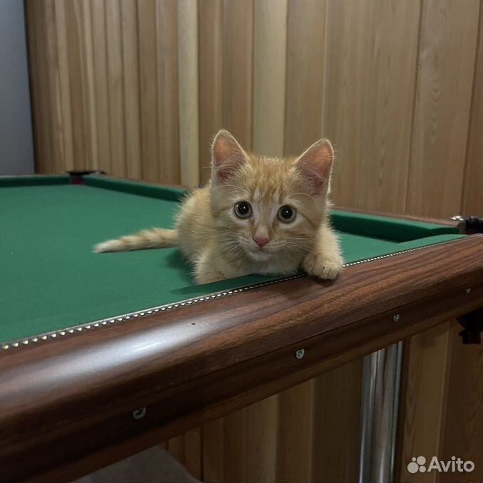 Солнечный котёнок ищет дом