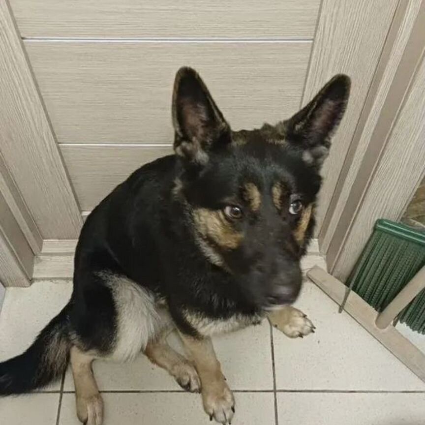 Немецкая овчарка