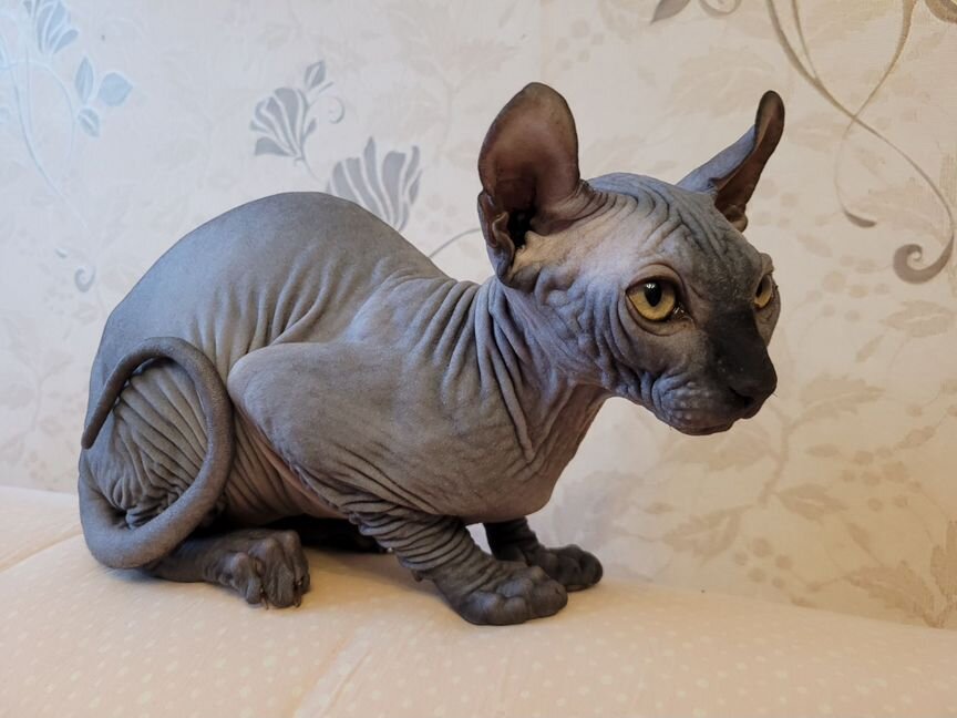 Канадский сфинкс котенок
