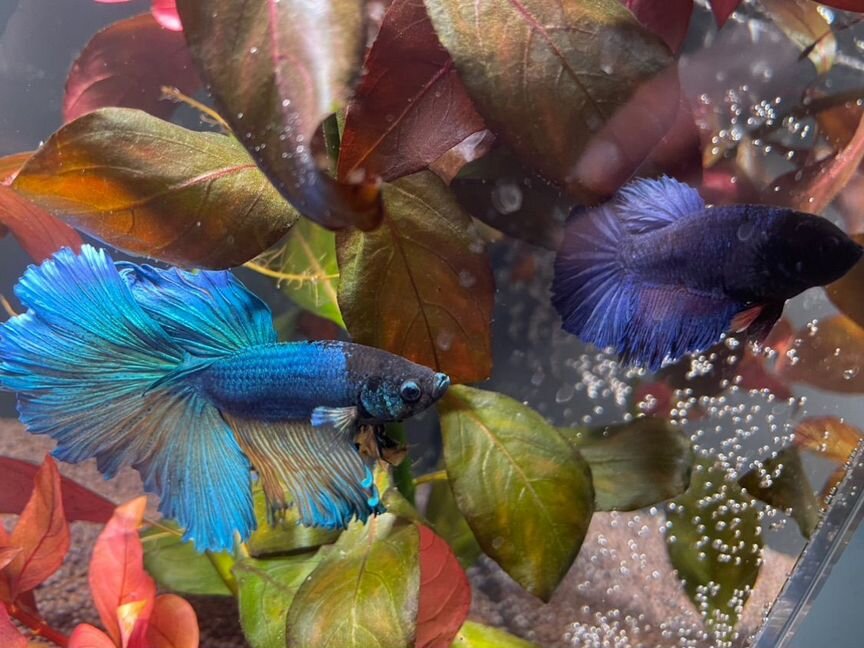 Рыбка петушок