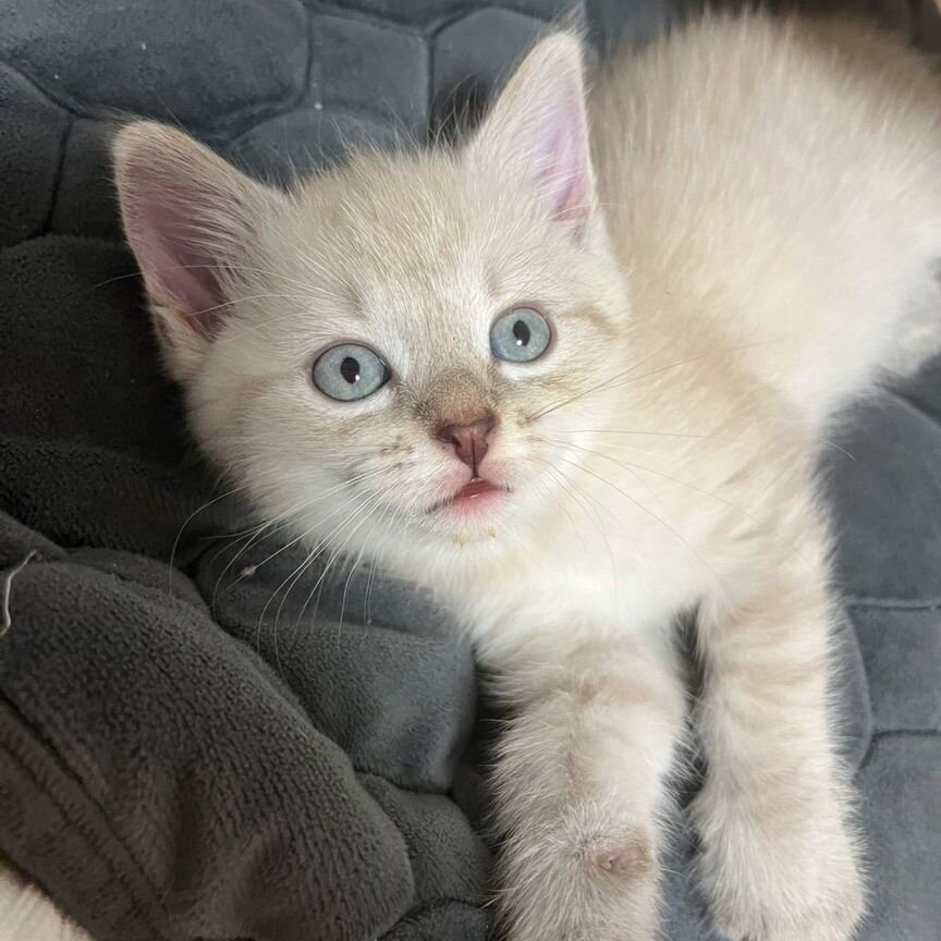 Котенок
