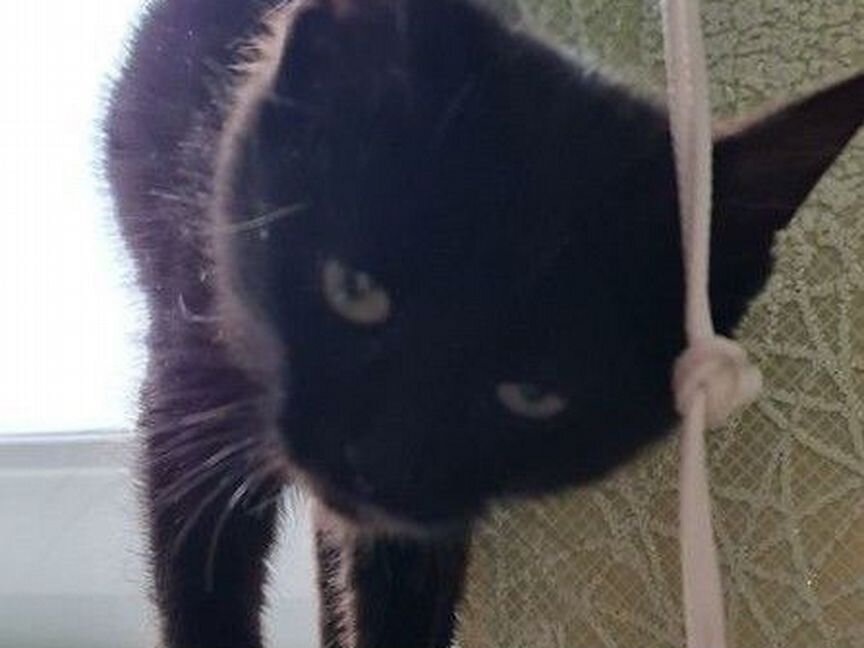 Котенок мальчик1,5 месяца чисто чёрный