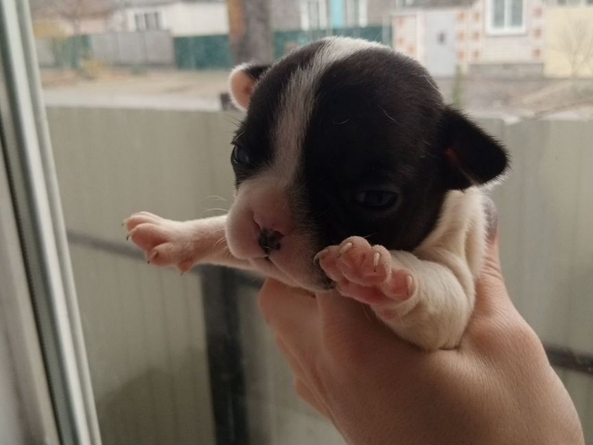 Французский бульдог