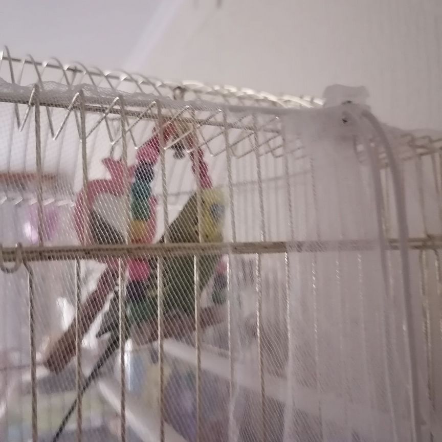 Волнистый попугай отдам в хорошие руки