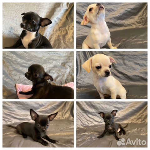Чихуа щенки
