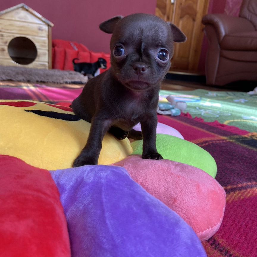 Щенки Чихуахуа