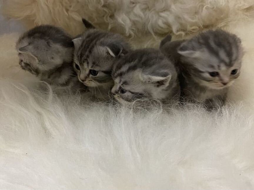 Котята Шотландские вислоухие