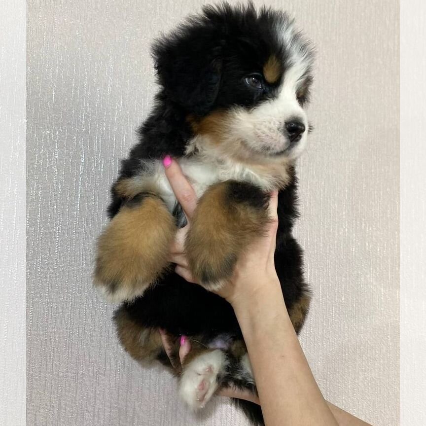 Щенок бернского зенненхунда