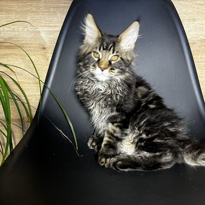 Мейн-кун котёнок